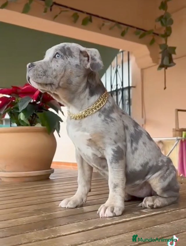 Cachorros Pitbull merle exóticos en venta en Arcos de la Frontera ...