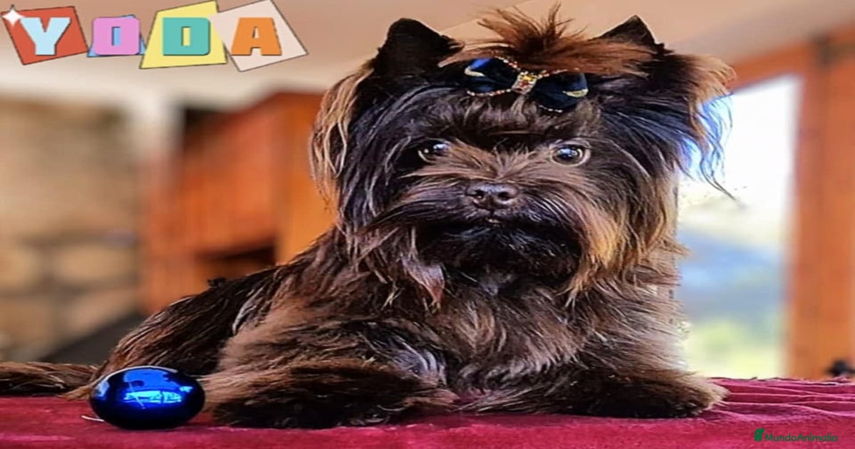 Yorkshire chocolate calidad en venta en Toledo | MundoAnimalia