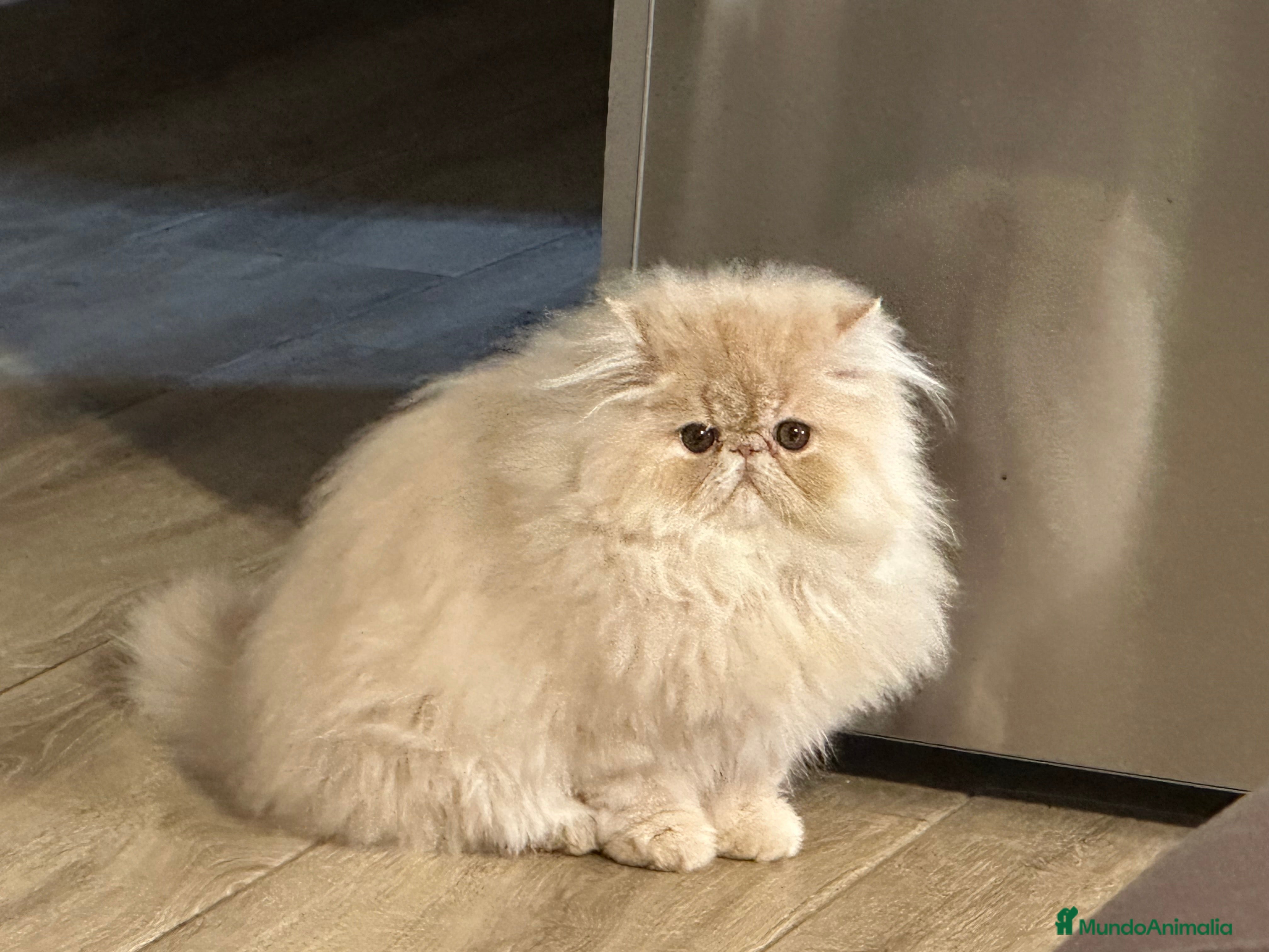 Gato Persa calidad show en venta en Málaga | MundoAnimalia