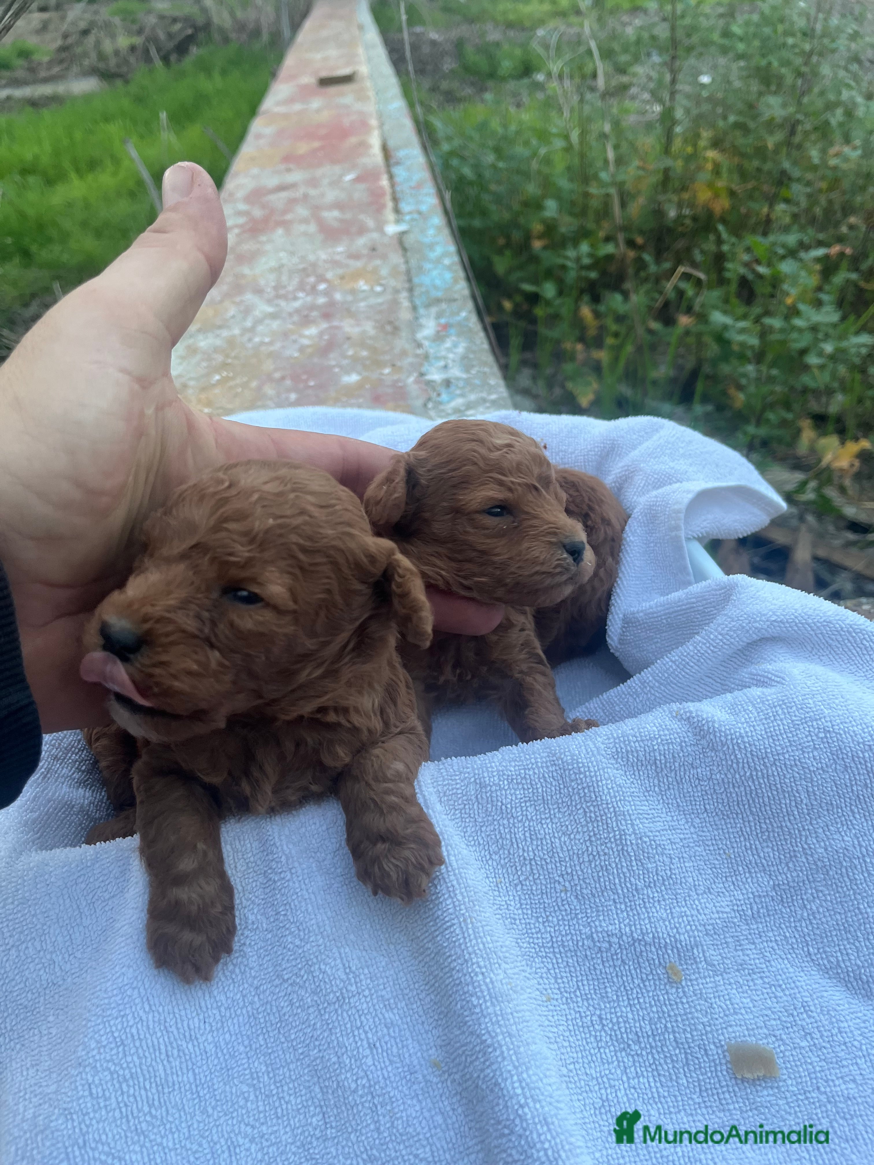 Caniche toy rojo en venta en Toledo | MundoAnimalia