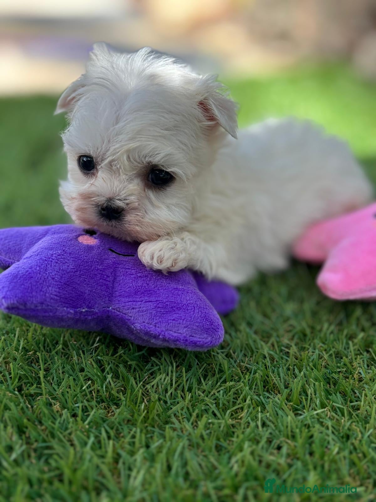 Bichon Maltés muy guapos !!!! en venta en | MundoAnimalia