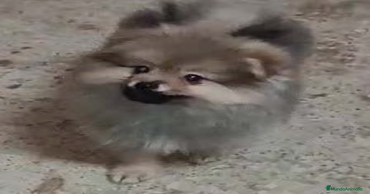PRECIOSO MACHITO CHIQUITIN DE POMERANIA en venta en Lorca | MundoAnimalia