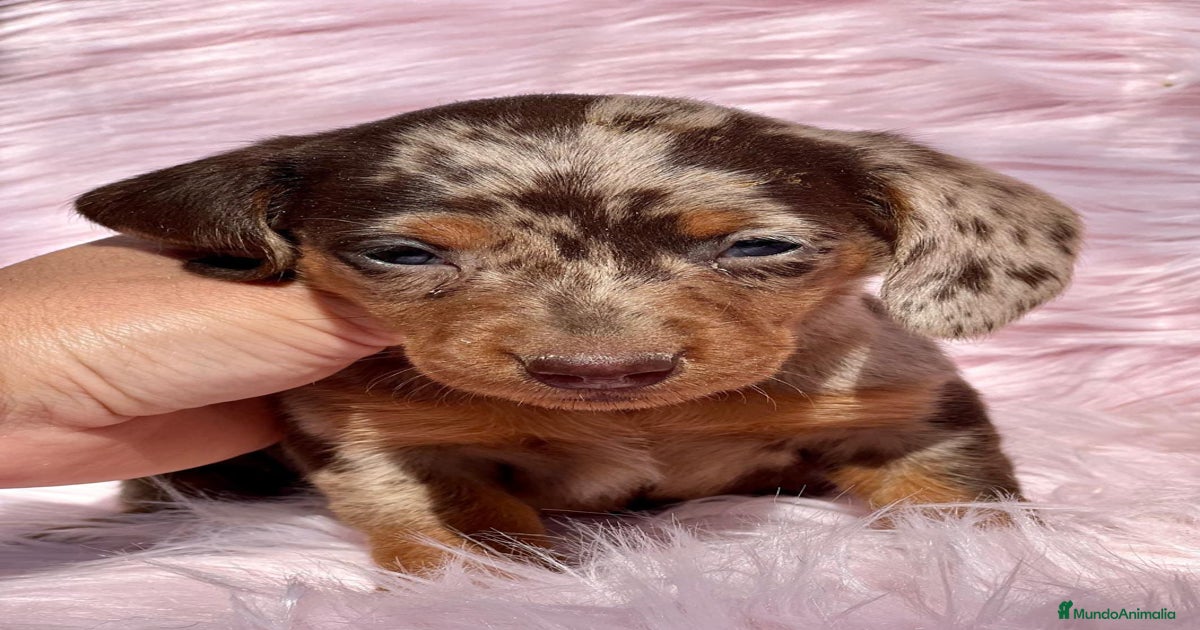 TECKEL MINI CHOCO MERLE HEMBRA! en venta en Barcelona | MundoAnimalia