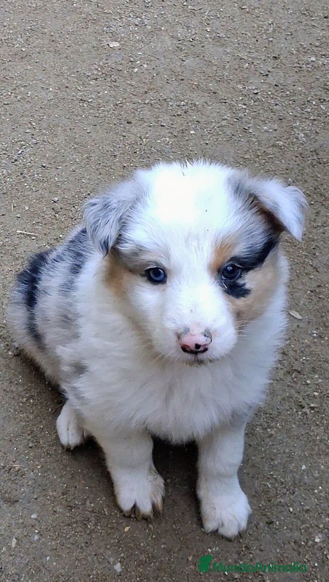 Boder collie en venta en Navalcarnero | MundoAnimalia