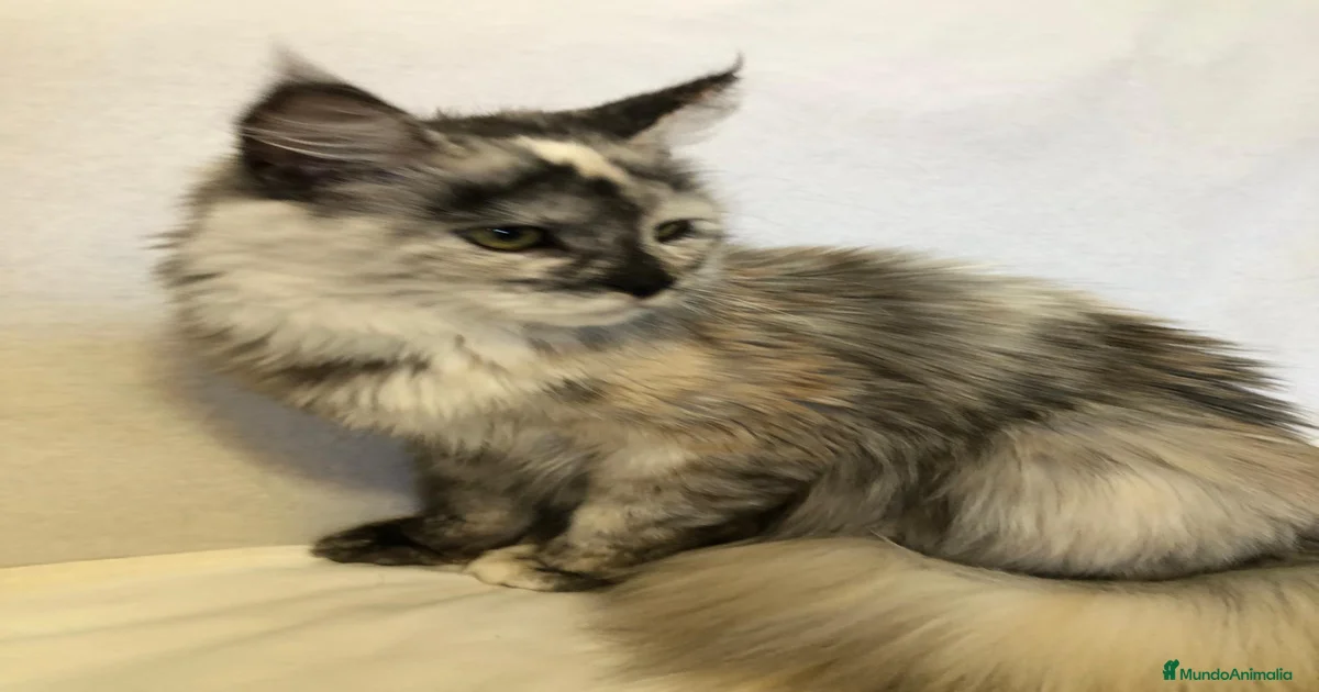 Maine Coon Hembras en venta en Madrid | MundoAnimalia