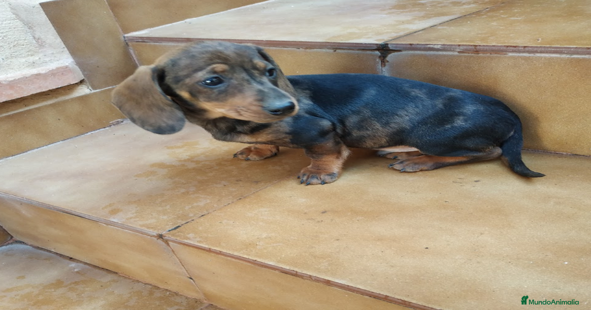 Machito teckel arlequín miniatura en venta en Ciudad Real | MundoAnimalia