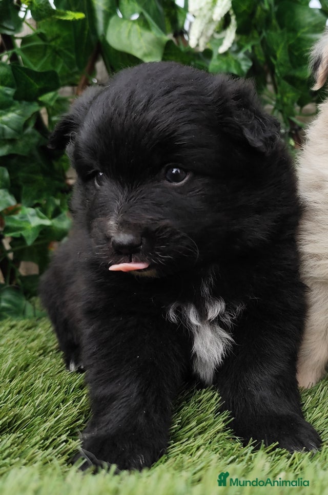 Bordercollie mini( borderpom) en venta en Zalamea de la Serena | MundoAnimalia