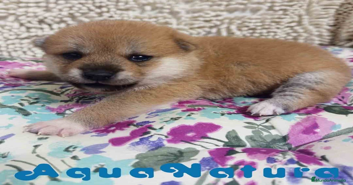 Shiba Inu Macho de Maya y Silvio 1830- AQUANATURA en venta en Barcelona ...