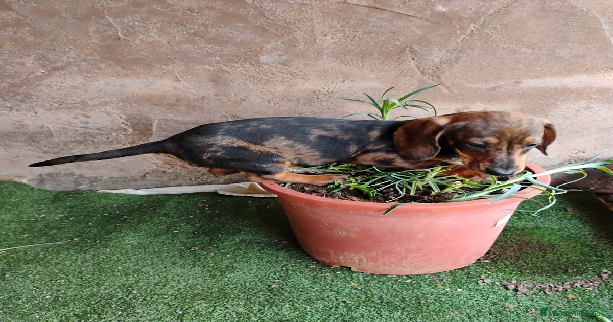 Teckel merle miniatura macho en venta en Ciudad Real | MundoAnimalia