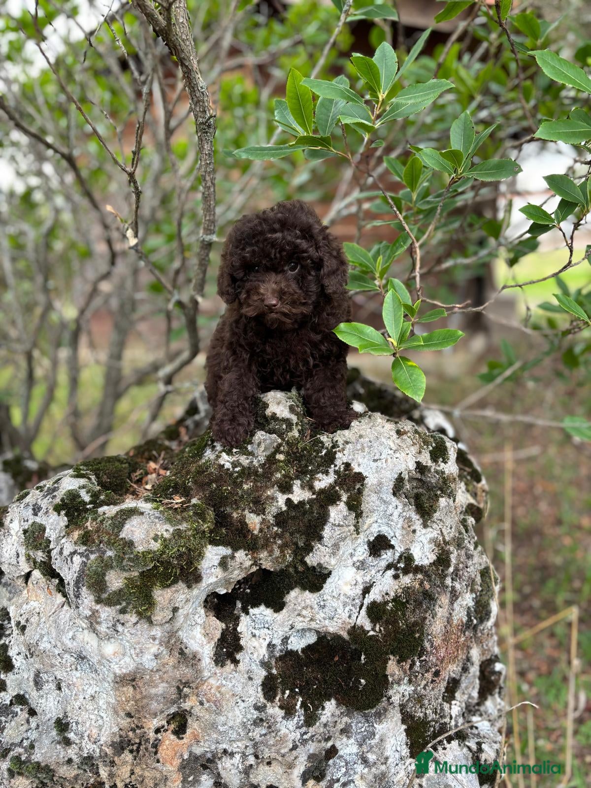Caniche Toy Macho chocolate en venta en Madrid | MundoAnimalia