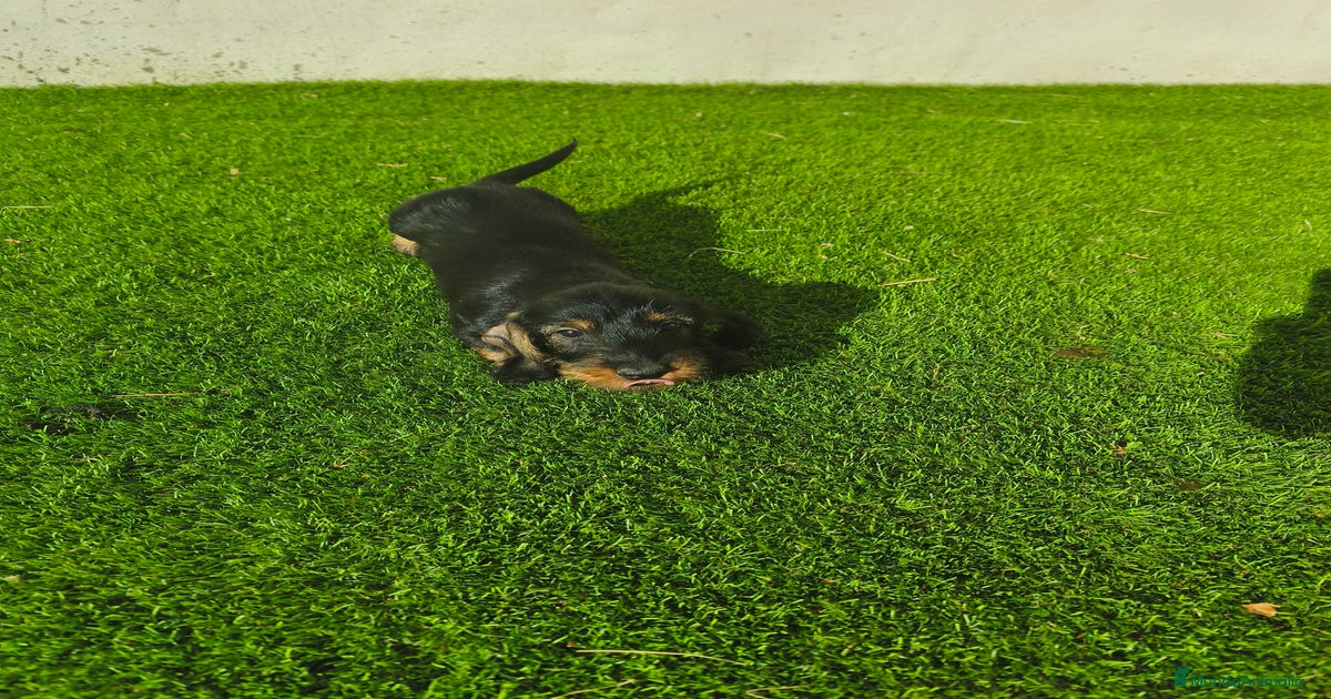 Cachorro teckel pelo duro en venta en Toledo | MundoAnimalia