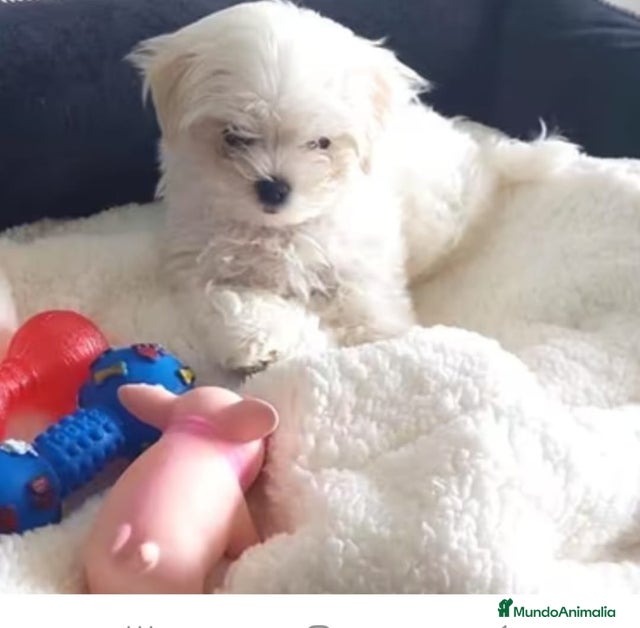 Bichón maltes mini en venta en Totana | MundoAnimalia