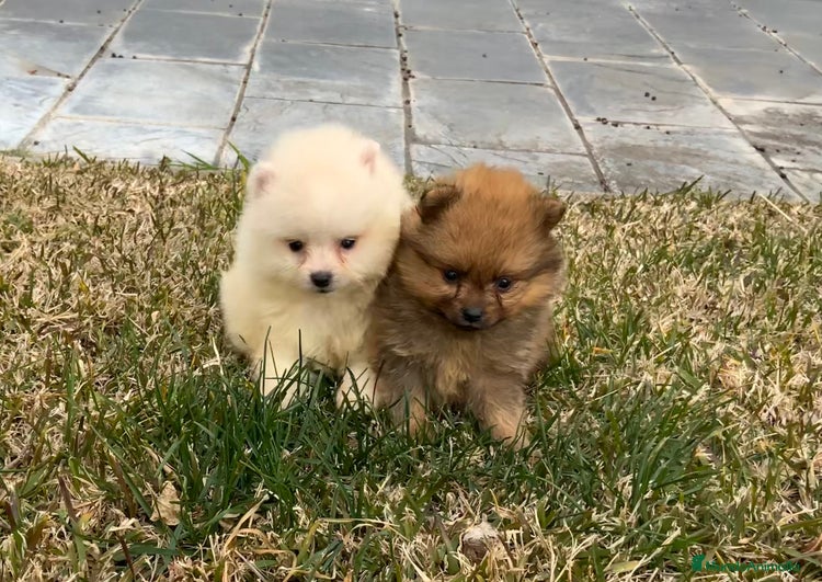Caniche Enano Perros Raza - Características, Fotos & Precio | MundoAnimalia