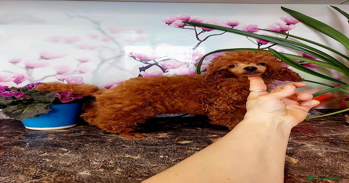 Machito de calidad en venta en Madrid | MundoAnimalia