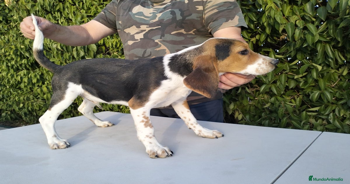 CACHORRO DE BEAGLE en venta en Aranda de Duero | MundoAnimalia