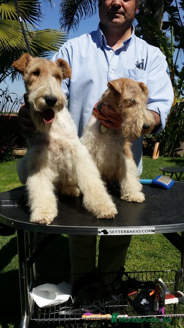 Fox Terrier de Pelo Duro Perros Raza - Características, Fotos & Precio ...
