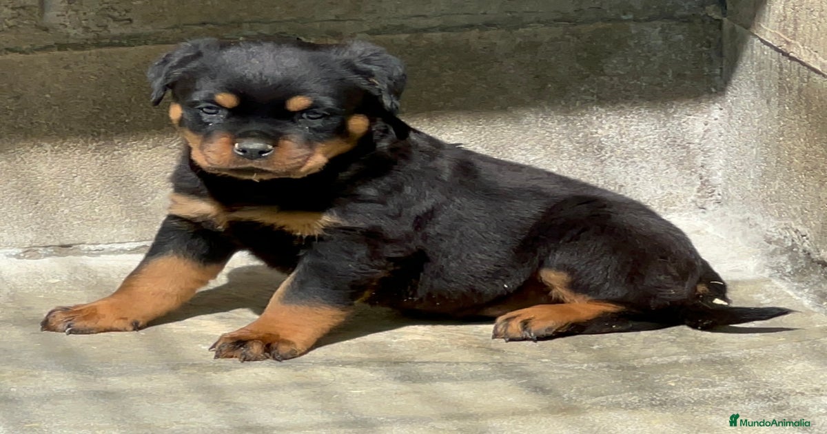Rottweiler hembra en venta en Barcelona | MundoAnimalia