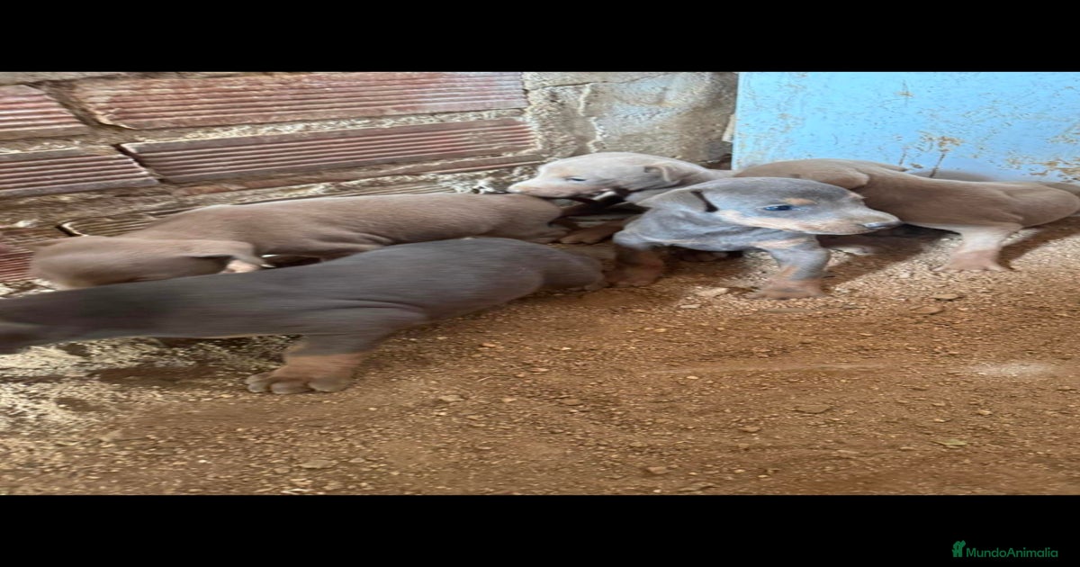 Doberman blue y Isabella en venta en Madrid | MundoAnimalia