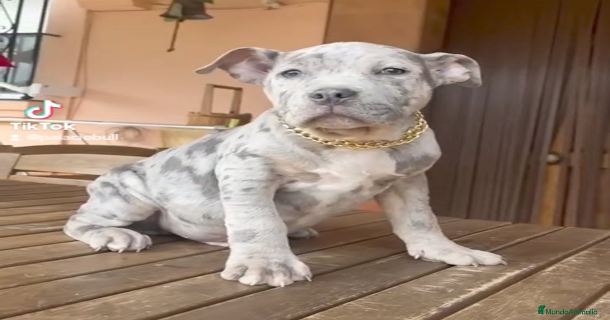 Cachorros Pitbull merle exóticos en venta en Arcos de la Frontera ...