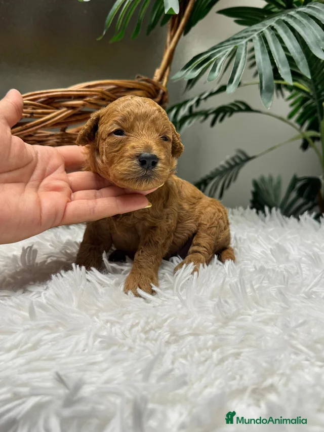 CANICHE ENANO en venta en Lebrija | MundoAnimalia