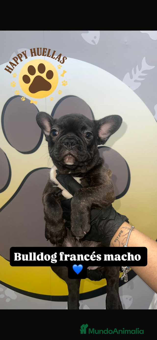 Bulldog francés atigrado en venta en Yuncos | MundoAnimalia