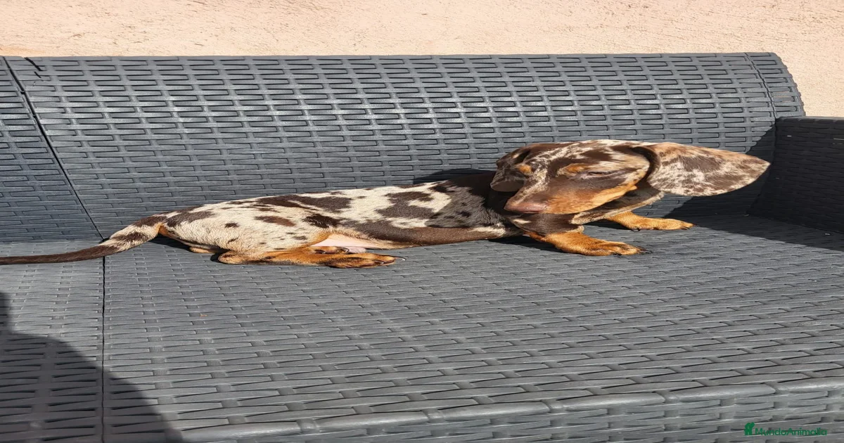 Teckel merle chocolate en venta en Marchamalo | MundoAnimalia