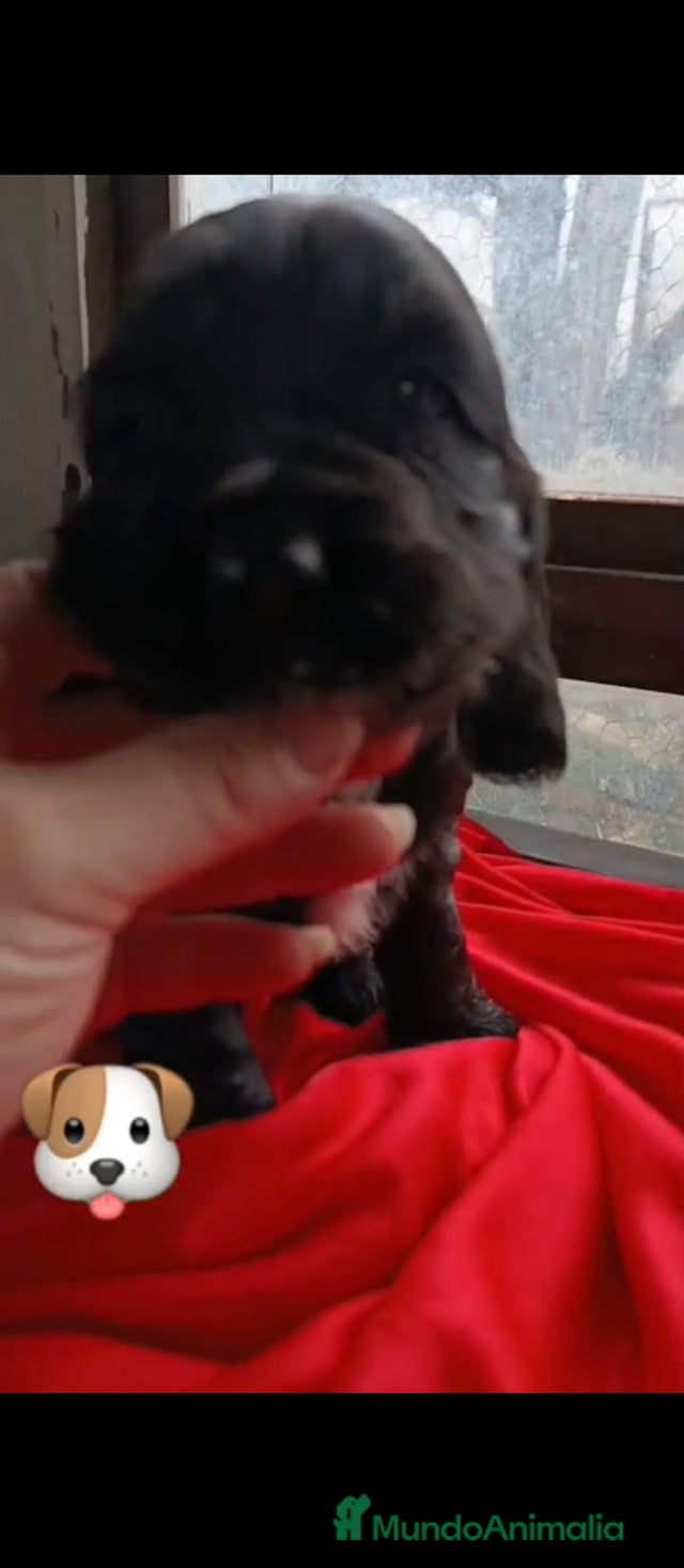 Última hembra de cocker Spaniel!! en venta en Beniel | MundoAnimalia
