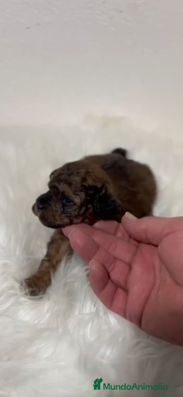 CANICHE CHOCOLATE PHANTOM en venta en Madrid | MundoAnimalia