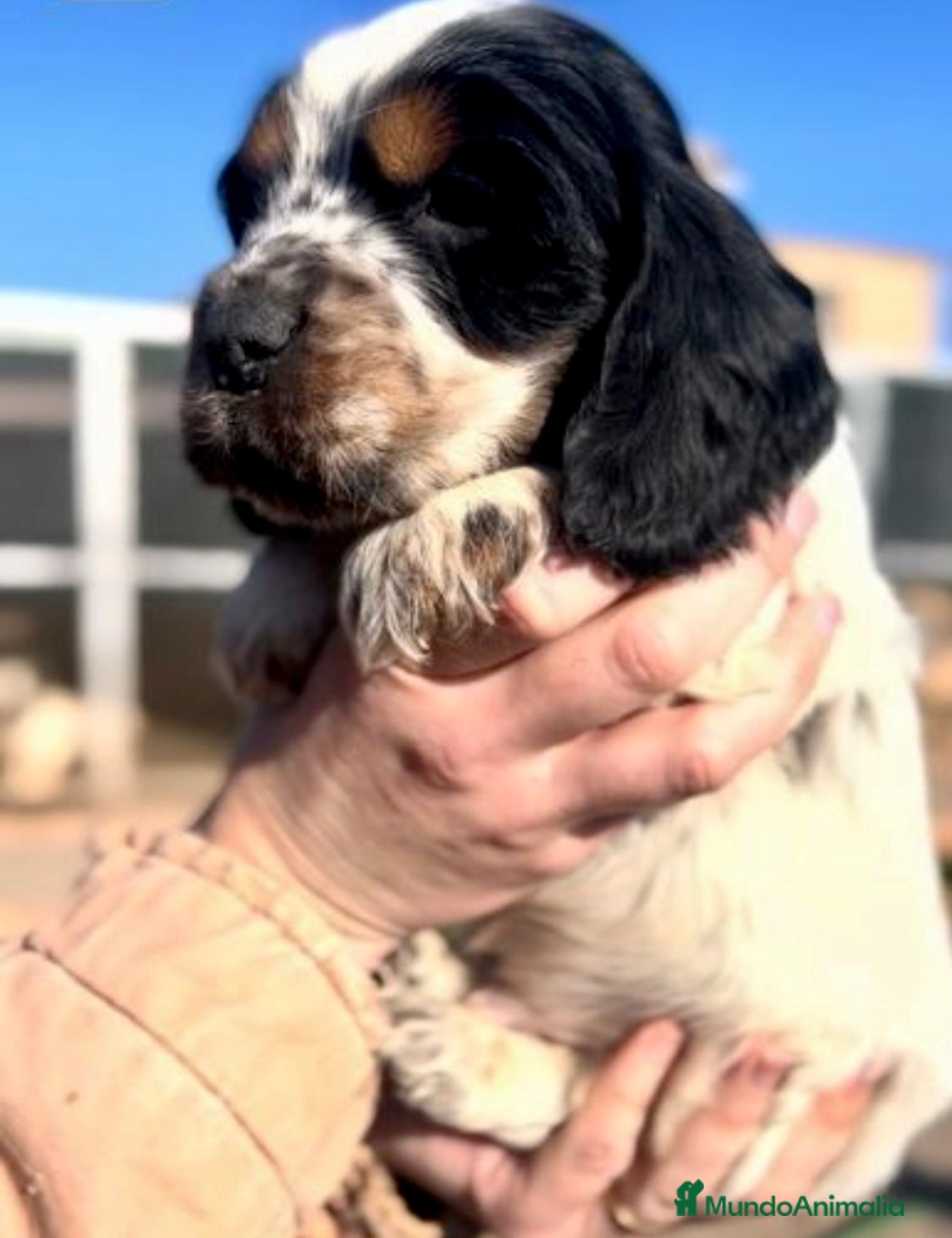 COCKER RUANO TRICOLOR MACHO! en venta en Barcelona | MundoAnimalia