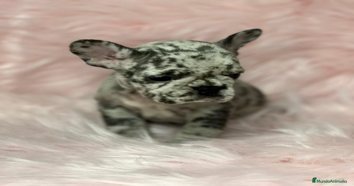 Frenchie merle blue en venta en Barcelona | MundoAnimalia