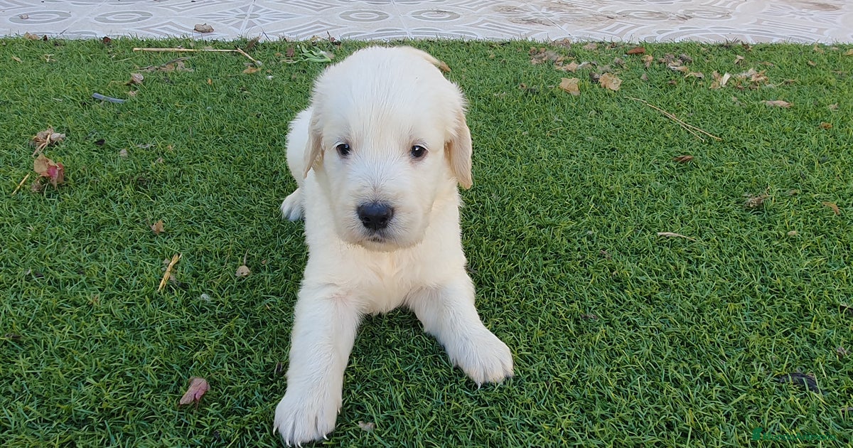 Golden Retriever Machito en venta en Cartagena | MundoAnimalia
