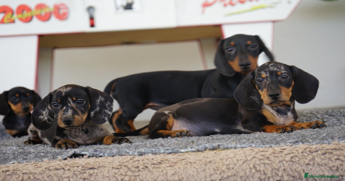🌪️🐶 Merlé en su punto justo 🖤 en venta en Madrid | MundoAnimalia