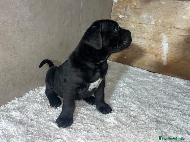 CANE CORSO PEDIGREE en venta en Sevilla | MundoAnimalia