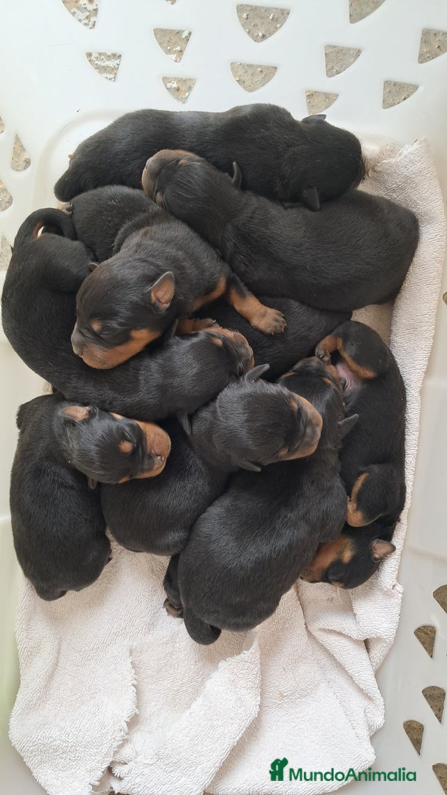 Bebés Rottweiler en venta en Fuente de Piedra | MundoAnimalia