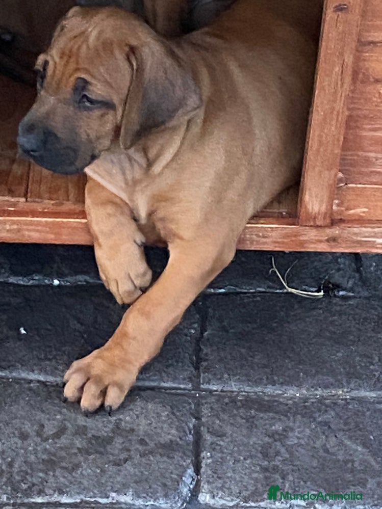 Rhodesian Ridgeback Perros Raza - Características, Fotos & Precio ...