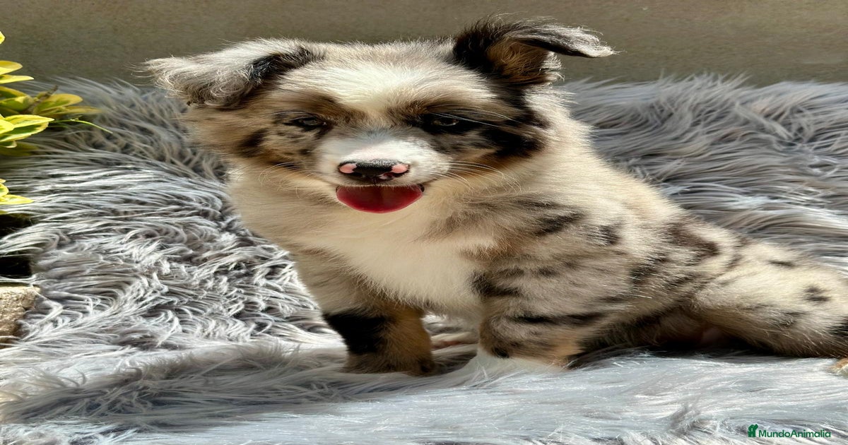 Pastor australiano merle en venta en | MundoAnimalia
