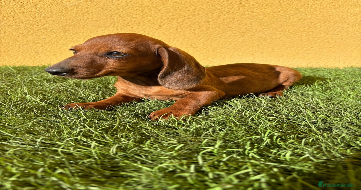 Teckel miniatura merle chocolate diluido en venta en Madrid | MundoAnimalia