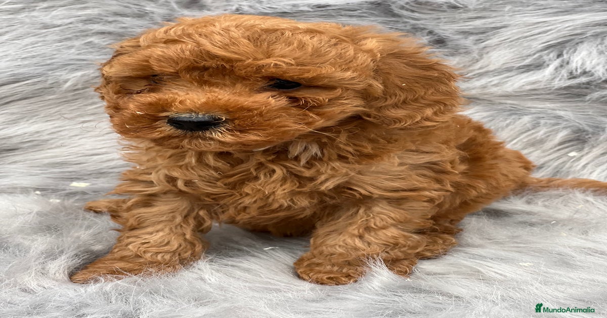 Caniche toy rojo en venta en Barcelona | MundoAnimalia