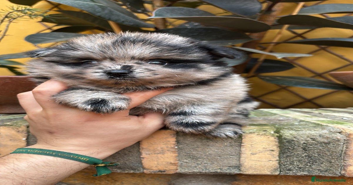 Pomerania Lulu cara de oso en venta en Barcelona | MundoAnimalia