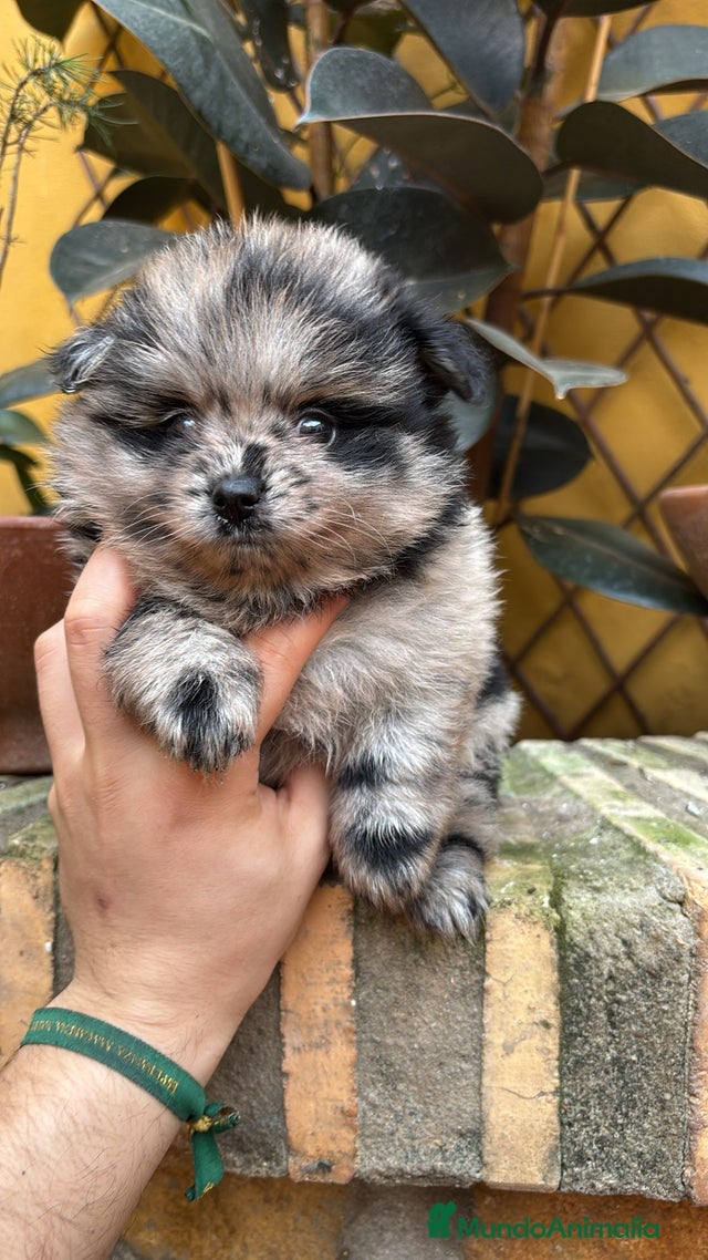 Pomerania Lulu cara de oso en venta en Barcelona | MundoAnimalia