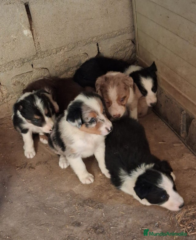 Boder collie en provincia de Madrid en venta en Navalcarnero ...
