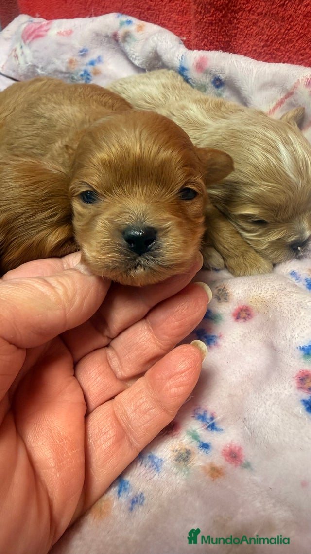 ShihPoo Cachorrotos dorados y rojos en venta en Villarta | MundoAnimalia