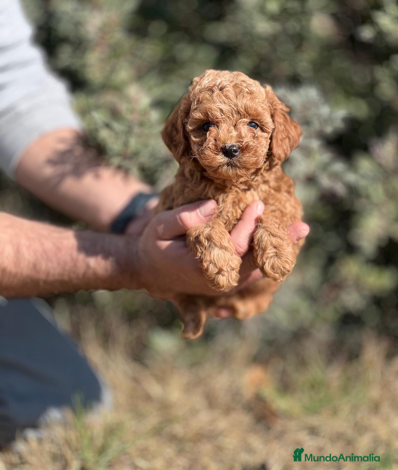 Caniche toy rojo en venta en Barcelona | MundoAnimalia