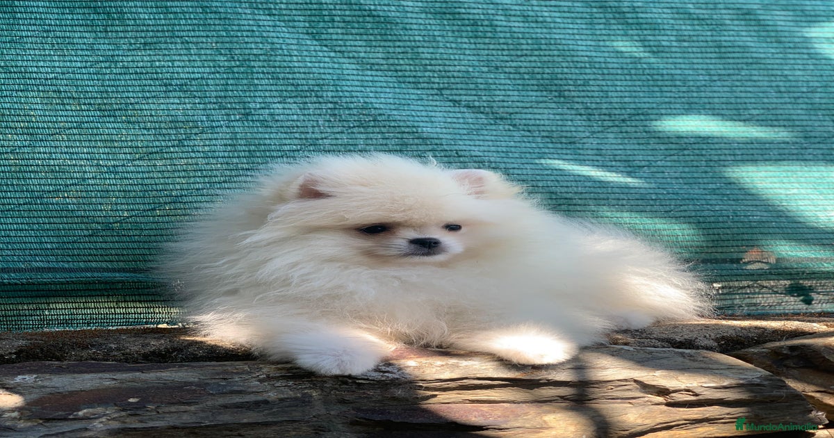 Machito white-crema en venta en Navalmoral de la Mata | MundoAnimalia