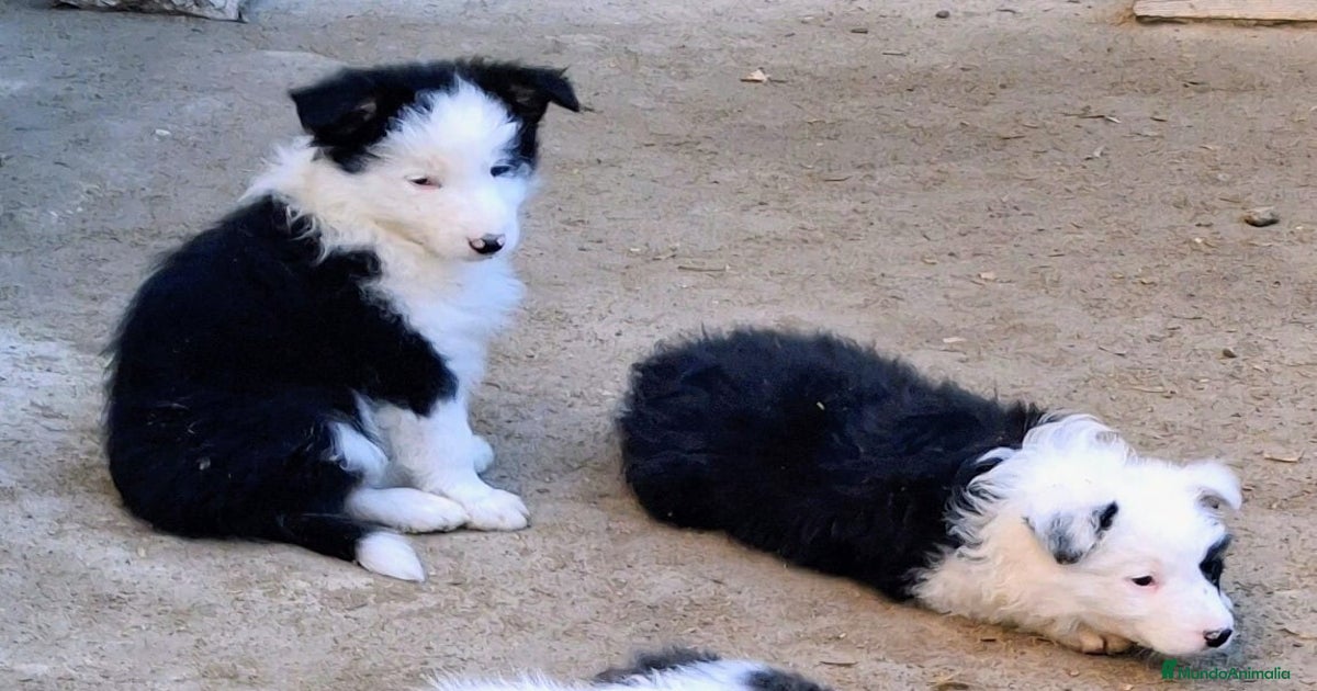 Boder Collie Madrid en venta en Navalcarnero | MundoAnimalia