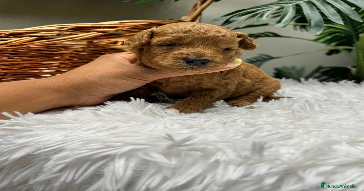 CANICHE ENANO en venta en Lebrija | MundoAnimalia