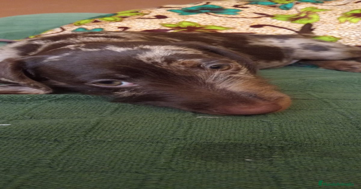 Tekel en venta en | MundoAnimalia
