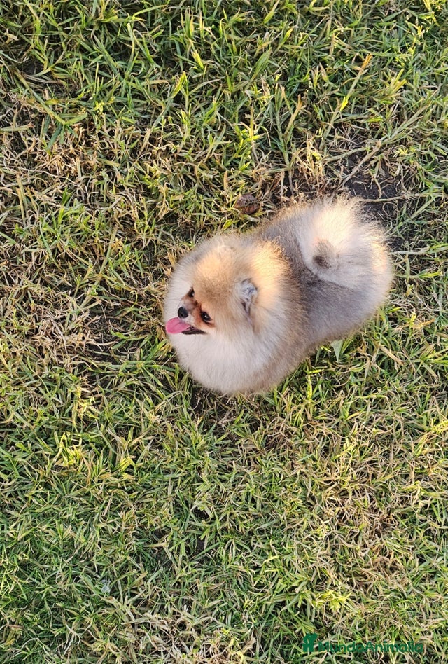ESPECTACULAR POMERANIA MACHITO en venta en Jaén | MundoAnimalia