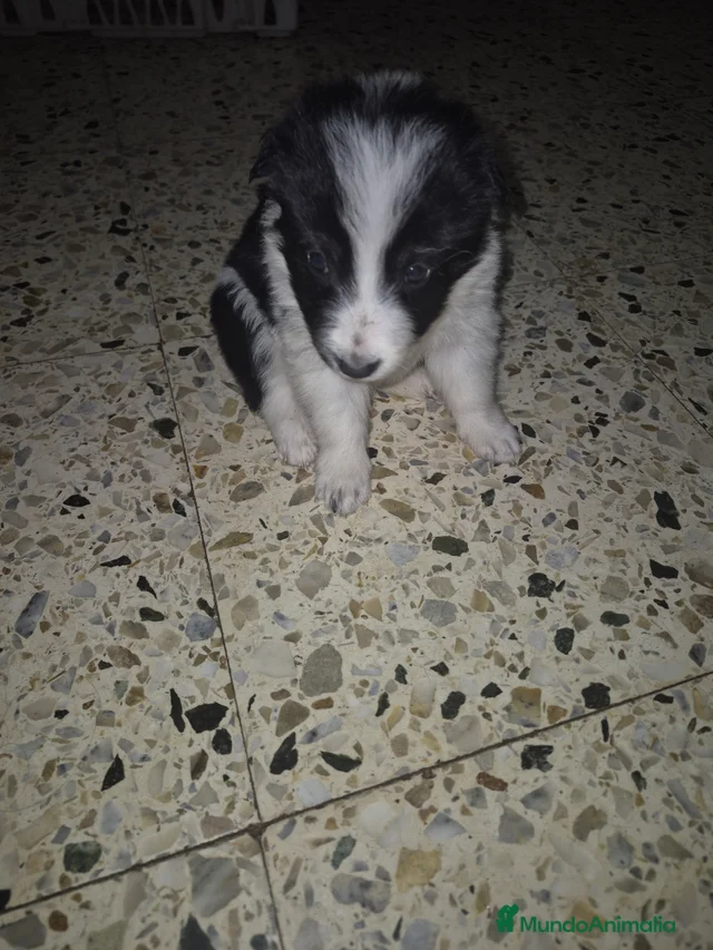 Border collie en venta en Bagà | MundoAnimalia