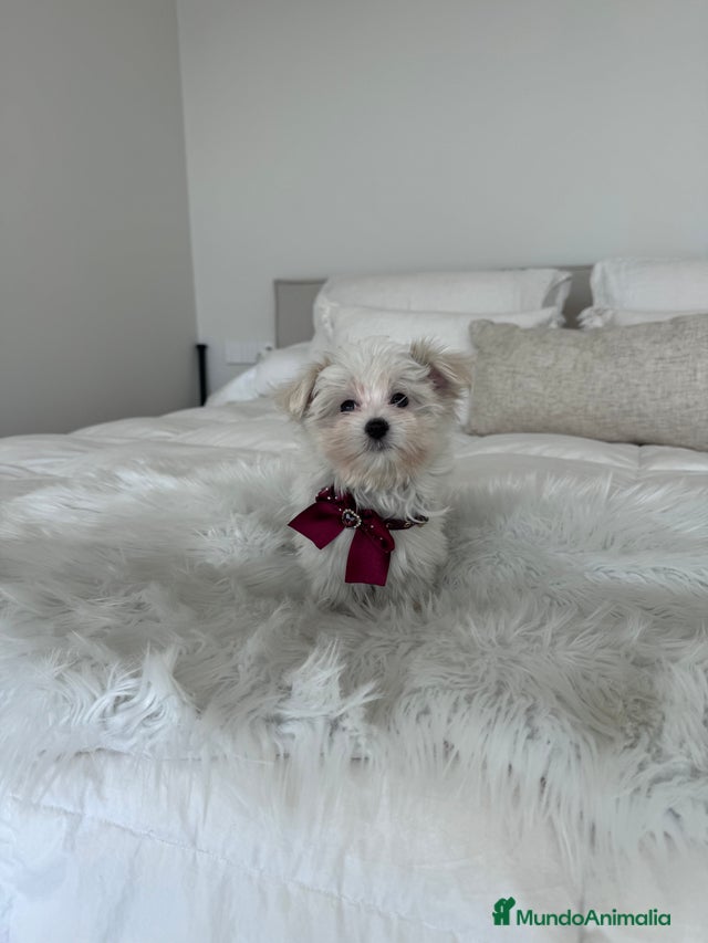 Bichon maltes macho en venta en Terrassa | MundoAnimalia